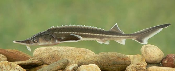 Kečiga riba sa carske trpeze spada u porodicu jesetri ali se od ostalih ...